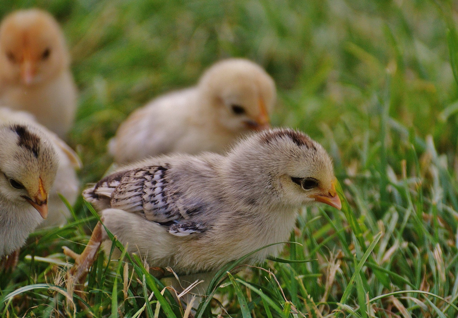 Behavior & Socialization: Understanding Chick Behavior, Introducing New ...
