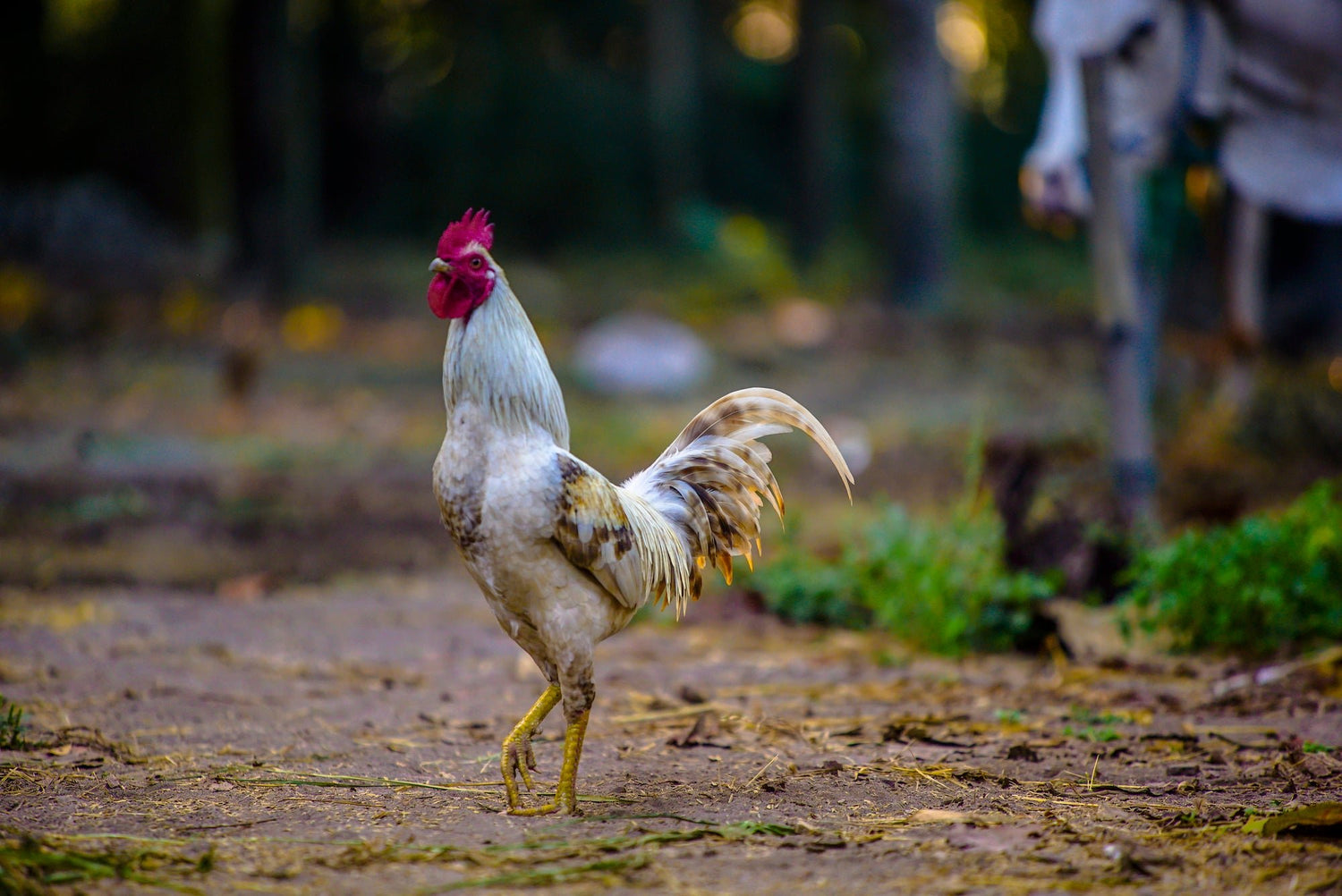 The Majestic Call of Dawn: The Rooster's Crow and its Significance in ...