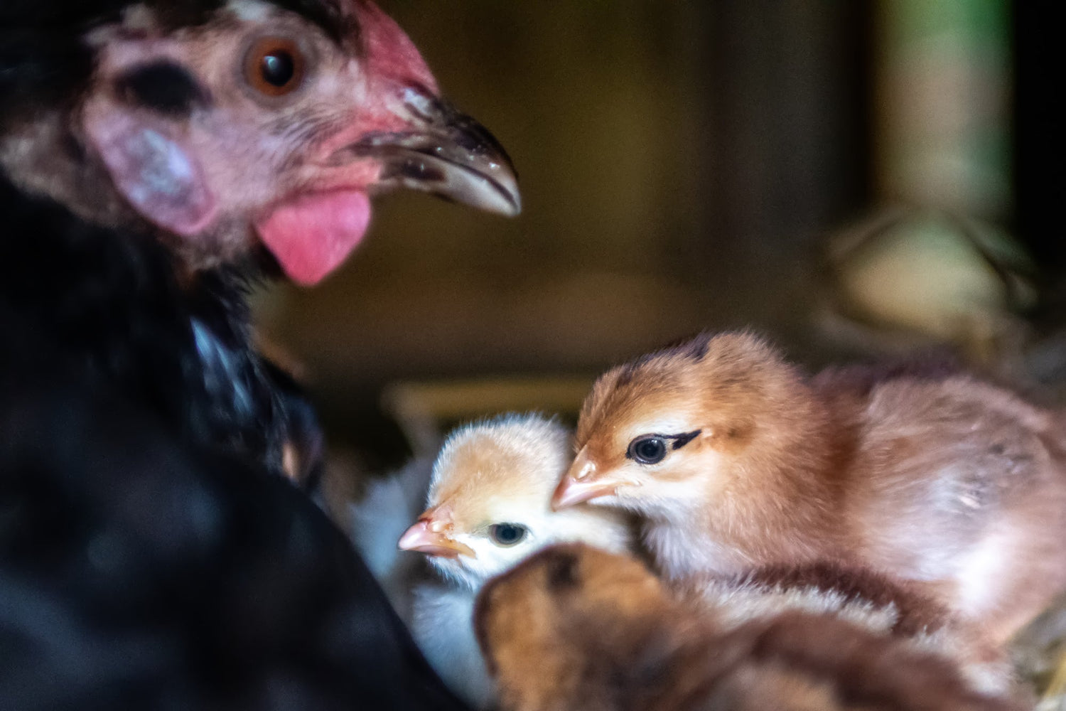The Protective Instincts of Mother Hens: A Deep Dive into Feathered ...